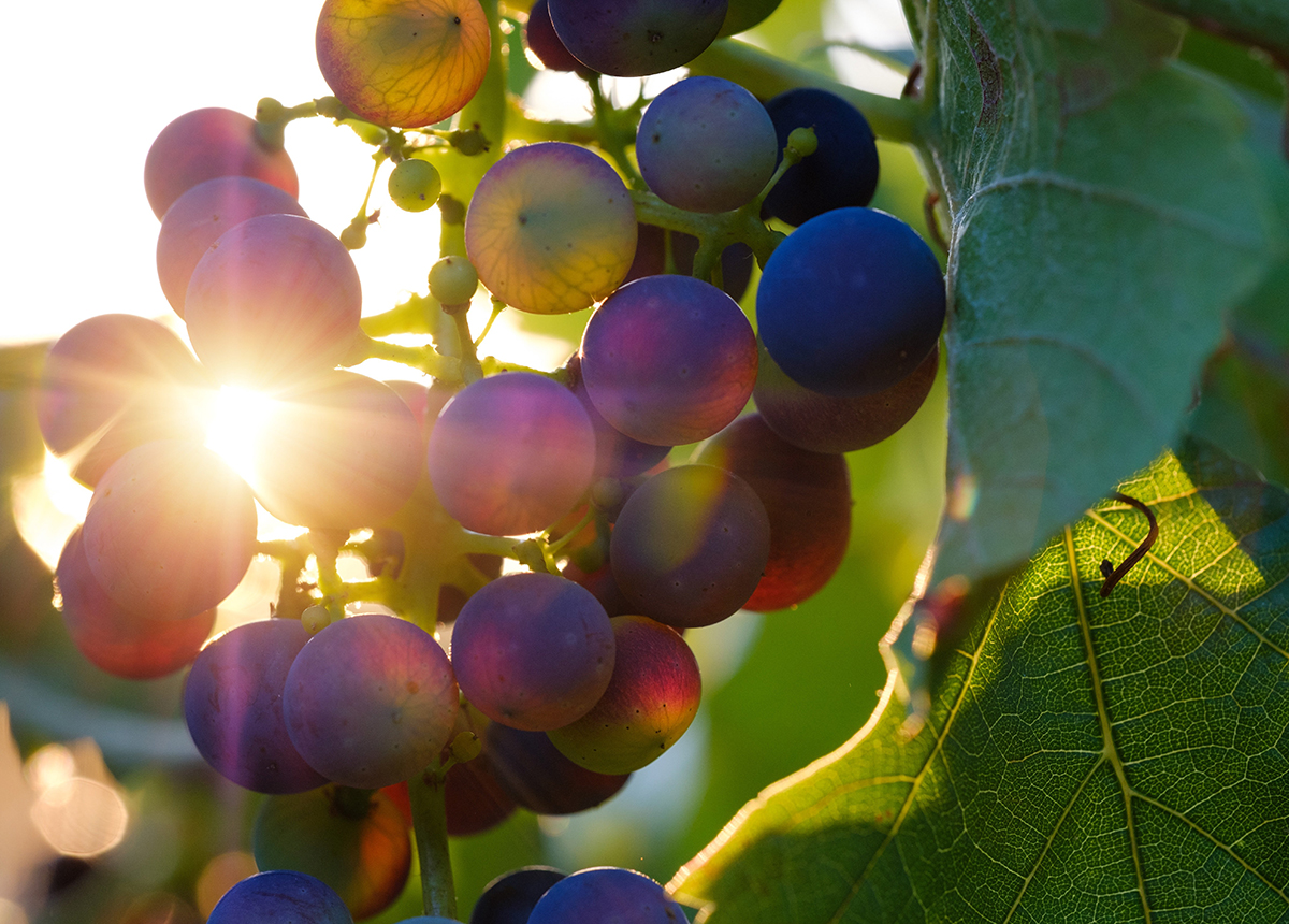 Winefirst – Weinberatung und Verkauf – Timo Albrecht